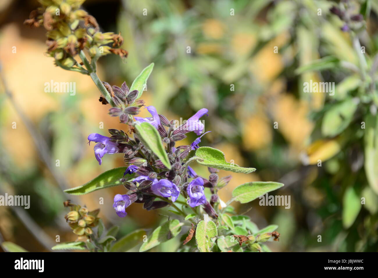 blooming sage - spain Stock Photo - Alamy