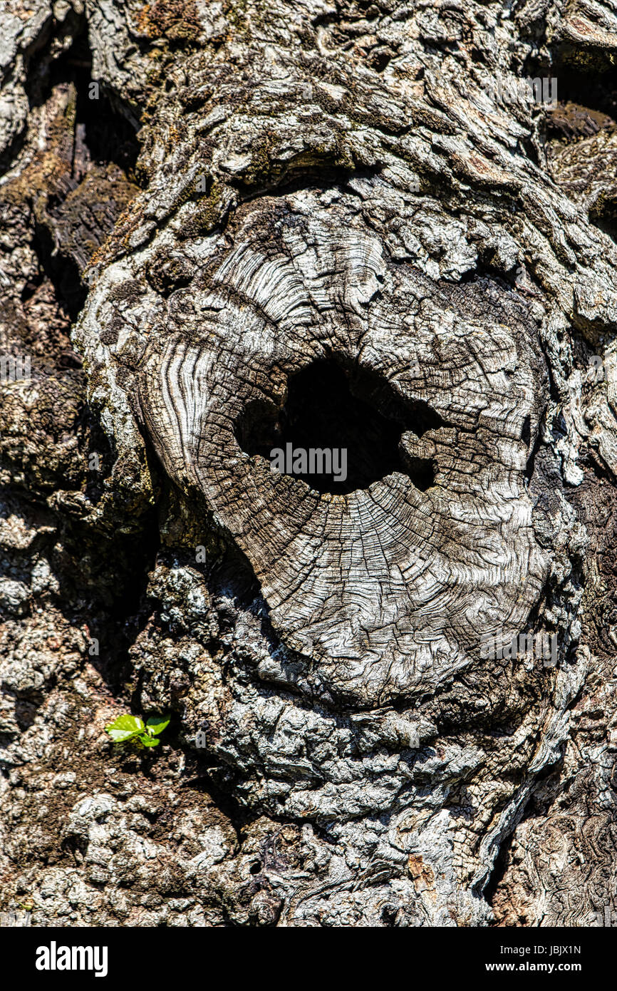 Tree trunk with a den dug in it Stock Photo - Alamy
