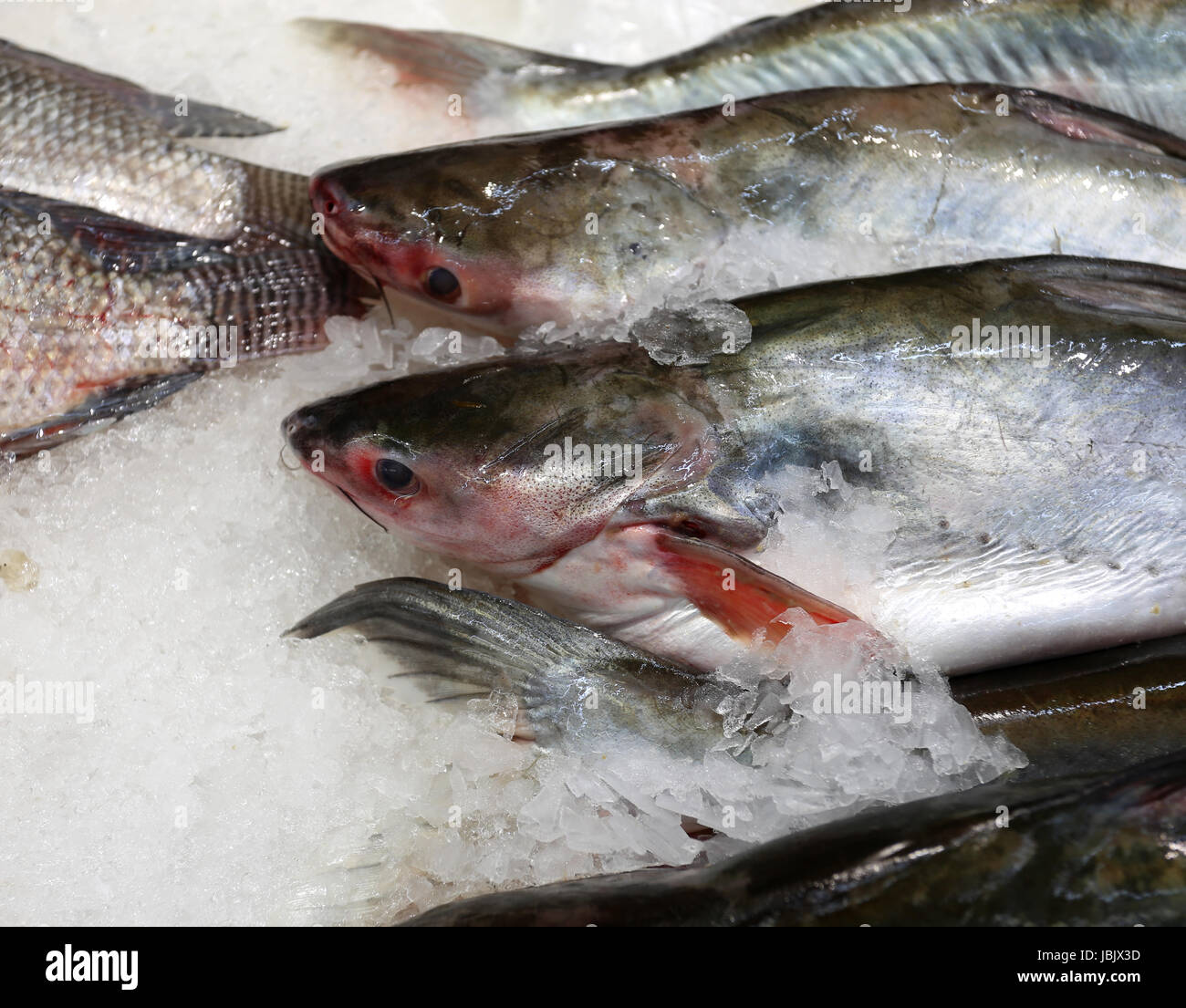 Trout fish head Stock Photo - Alamy