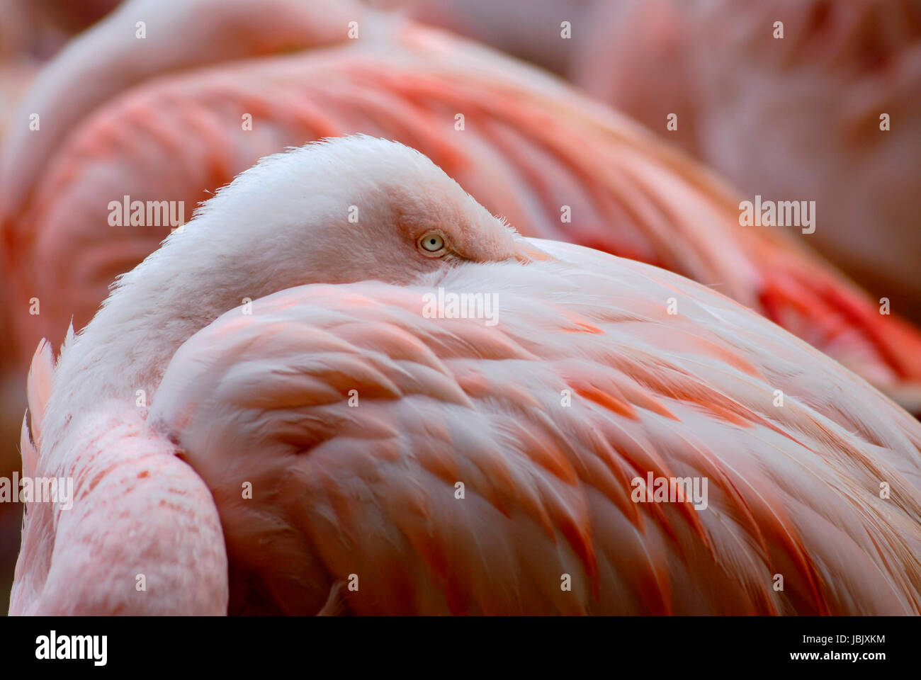 Peeking flamingo hi-res stock photography and images - Alamy