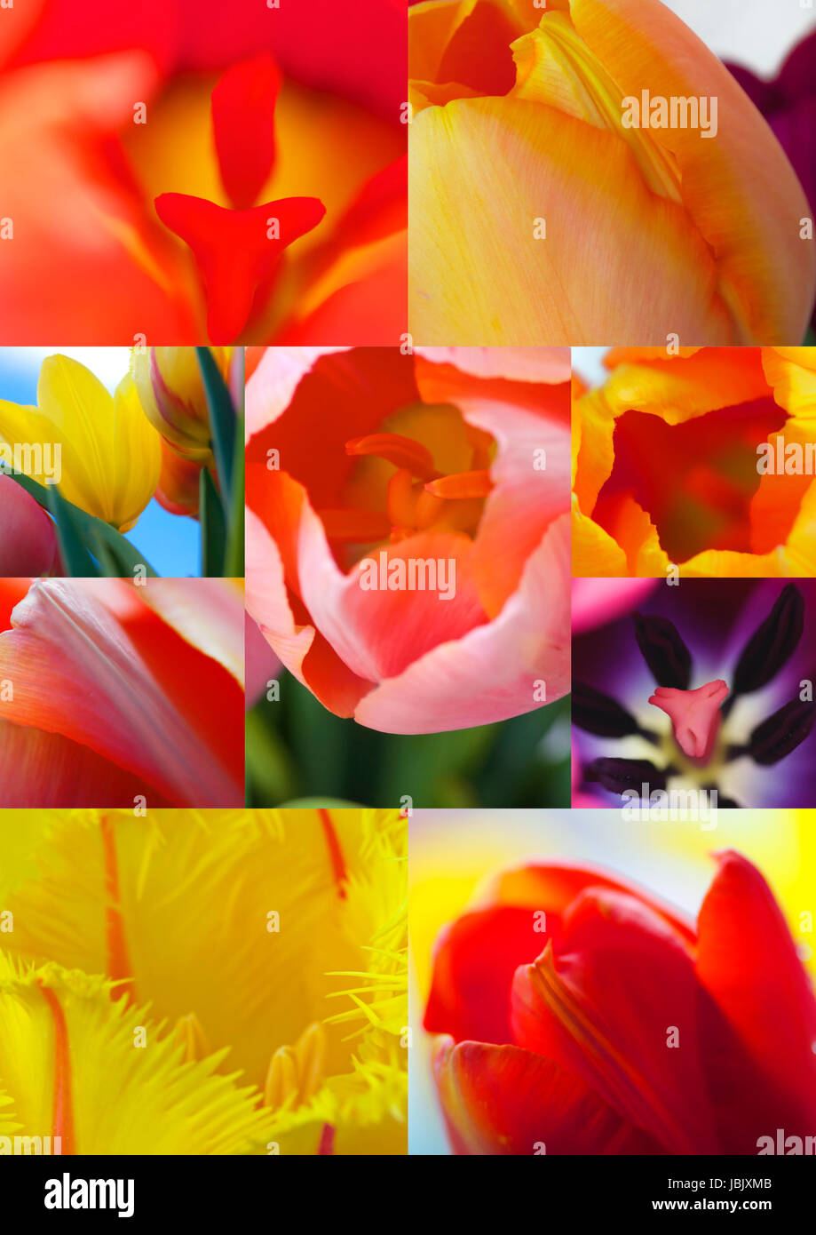 natural flower collage Stock Photo - Alamy
