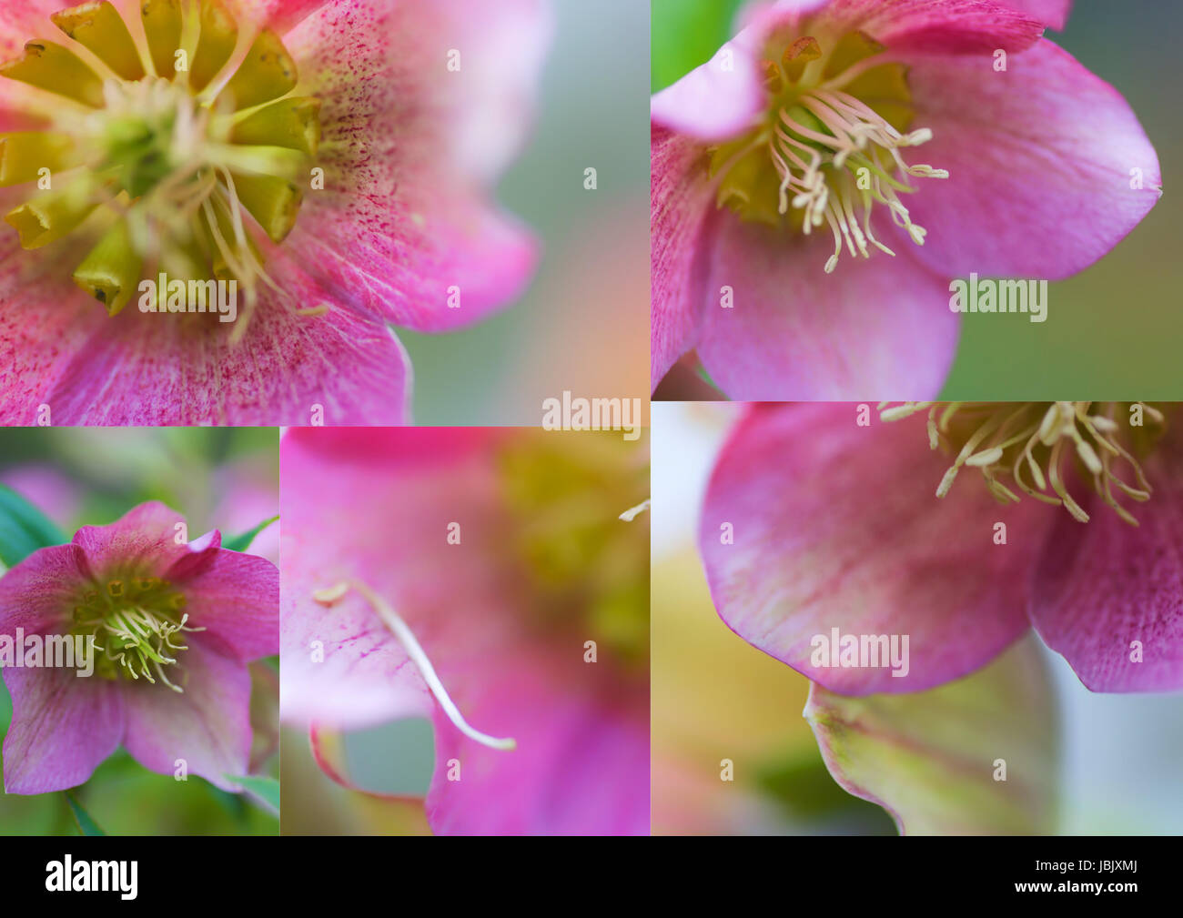 natural flower collage Stock Photo - Alamy