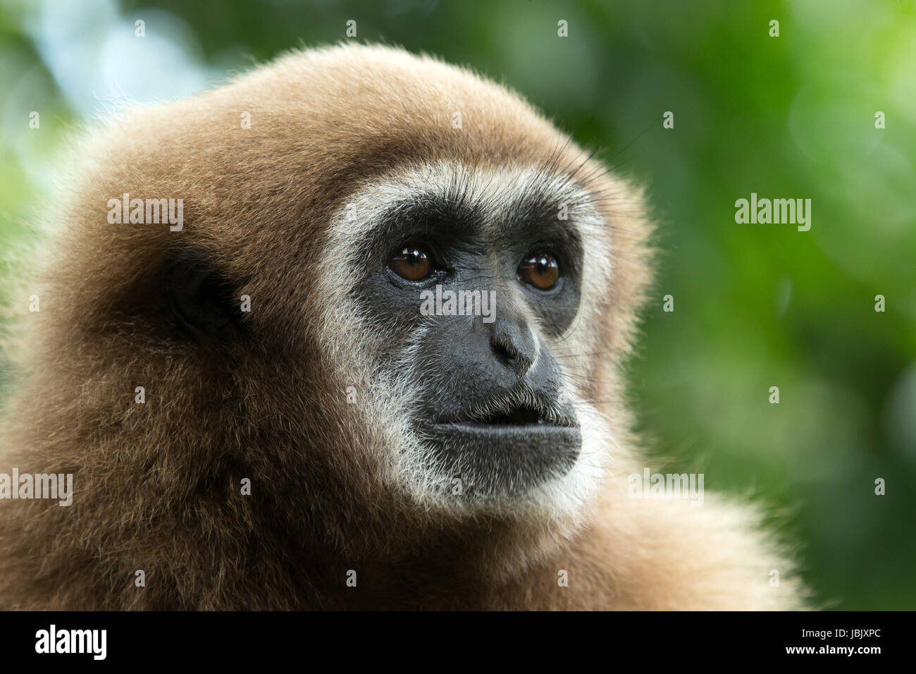 gibbon close- up face in zoo Stock Photo - Alamy