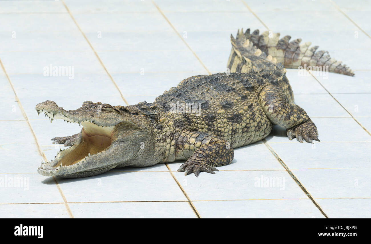 Close up of an Alligator Stock Photo - Alamy