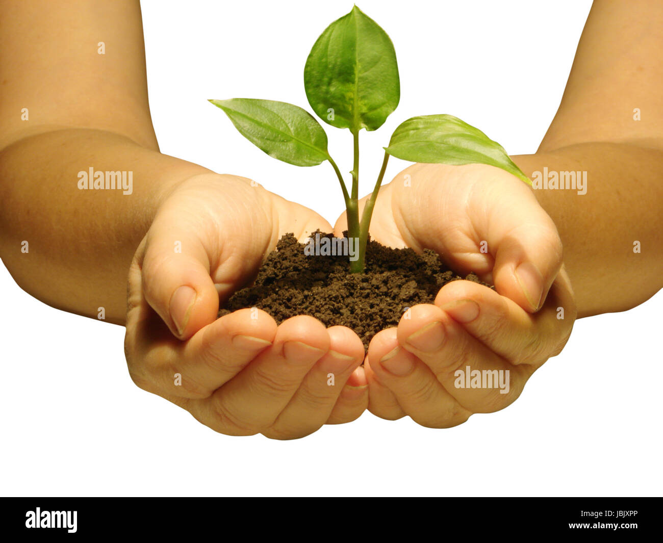 Hands holding sapling in soil on white Stock Photo - Alamy