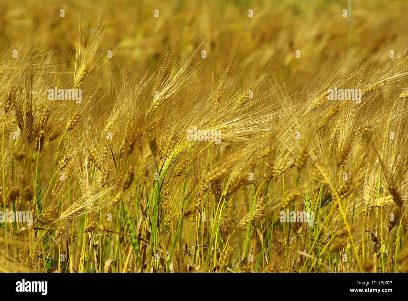 Yellow grain ready for harvest growing in a farm field Stock Photo - Alamy