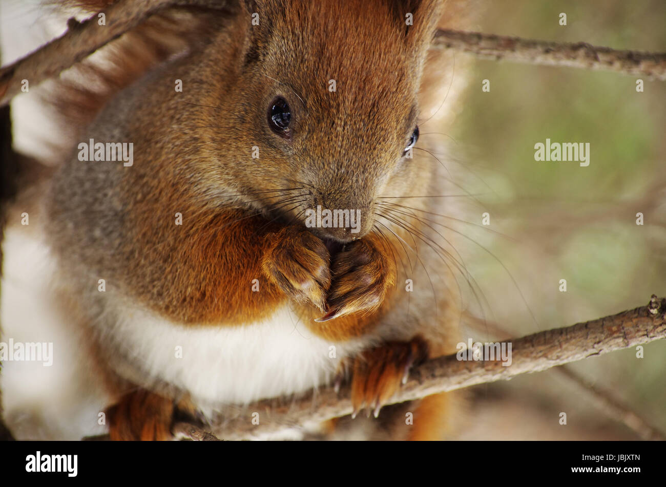A squirrel hanging on tree Stock Photo - Alamy