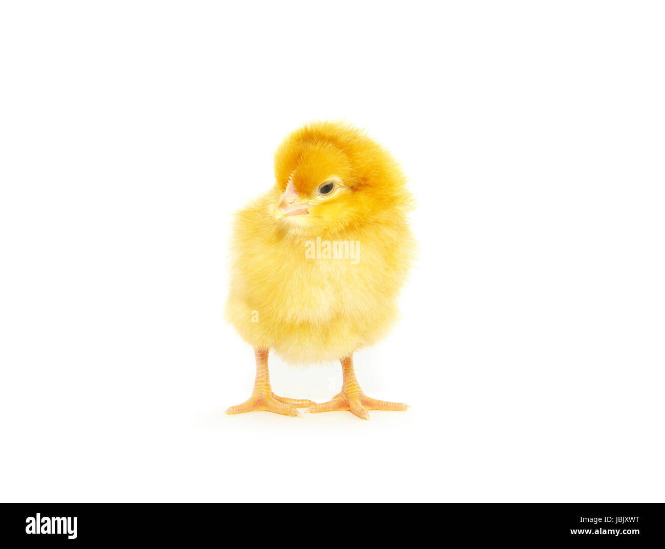 Cute little baby chicken isolated on white background Stock Photo - Alamy