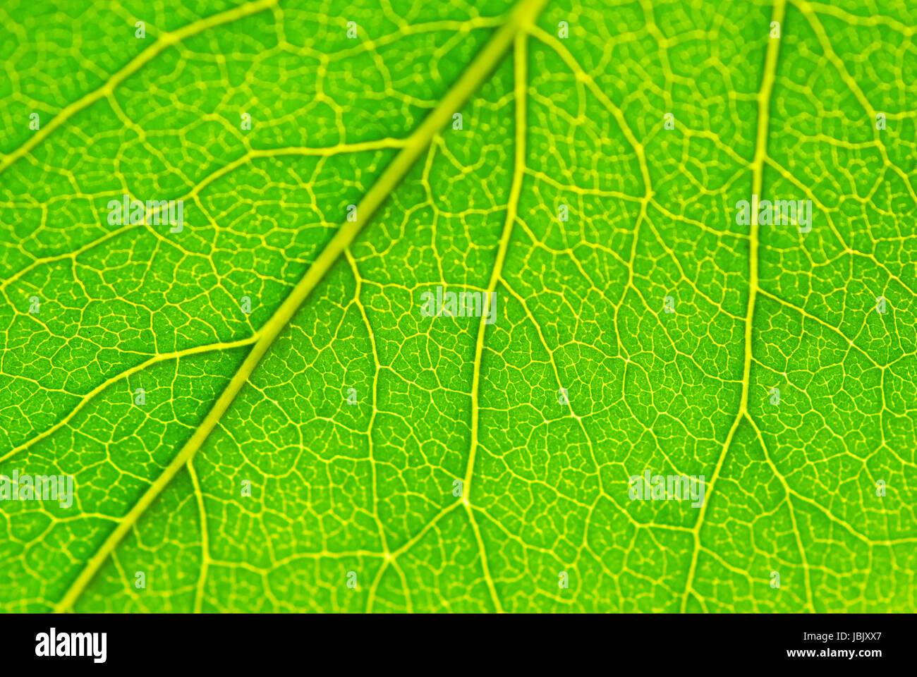structure of leaf natural background Stock Photo - Alamy