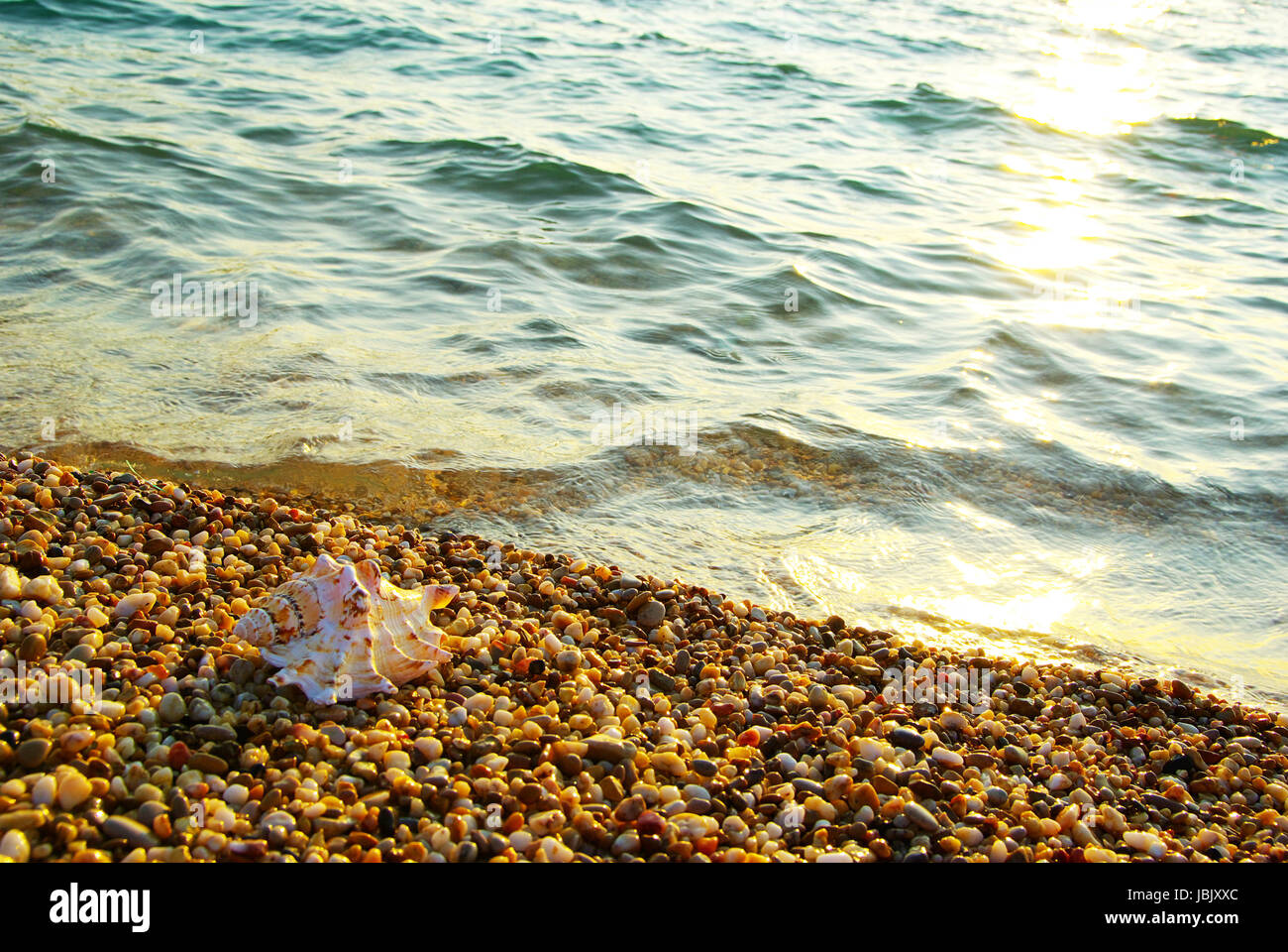 Conch shell on beach with waves Stock Photo - Alamy