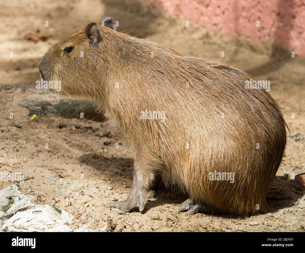 Close up of a Capybara Stock Photo - Alamy