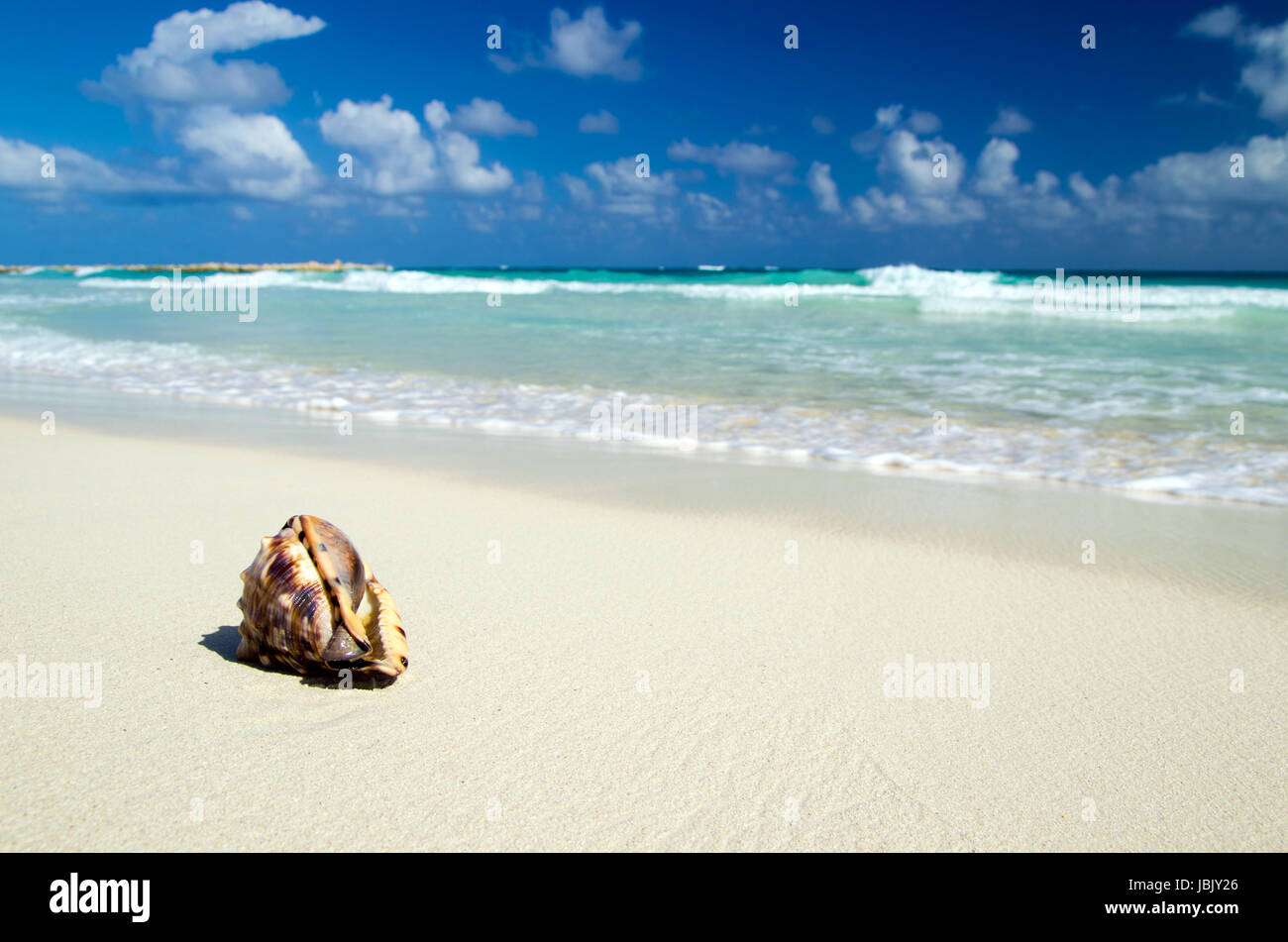 Seashell on the caribbean beach Stock Photo - Alamy