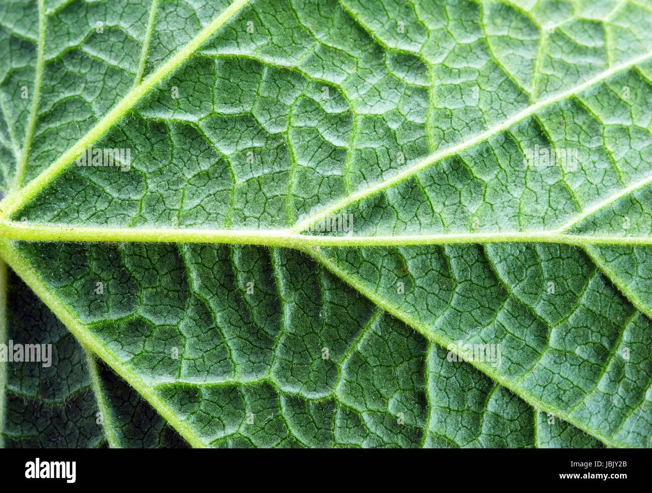 structure of leaf natural background Stock Photo - Alamy