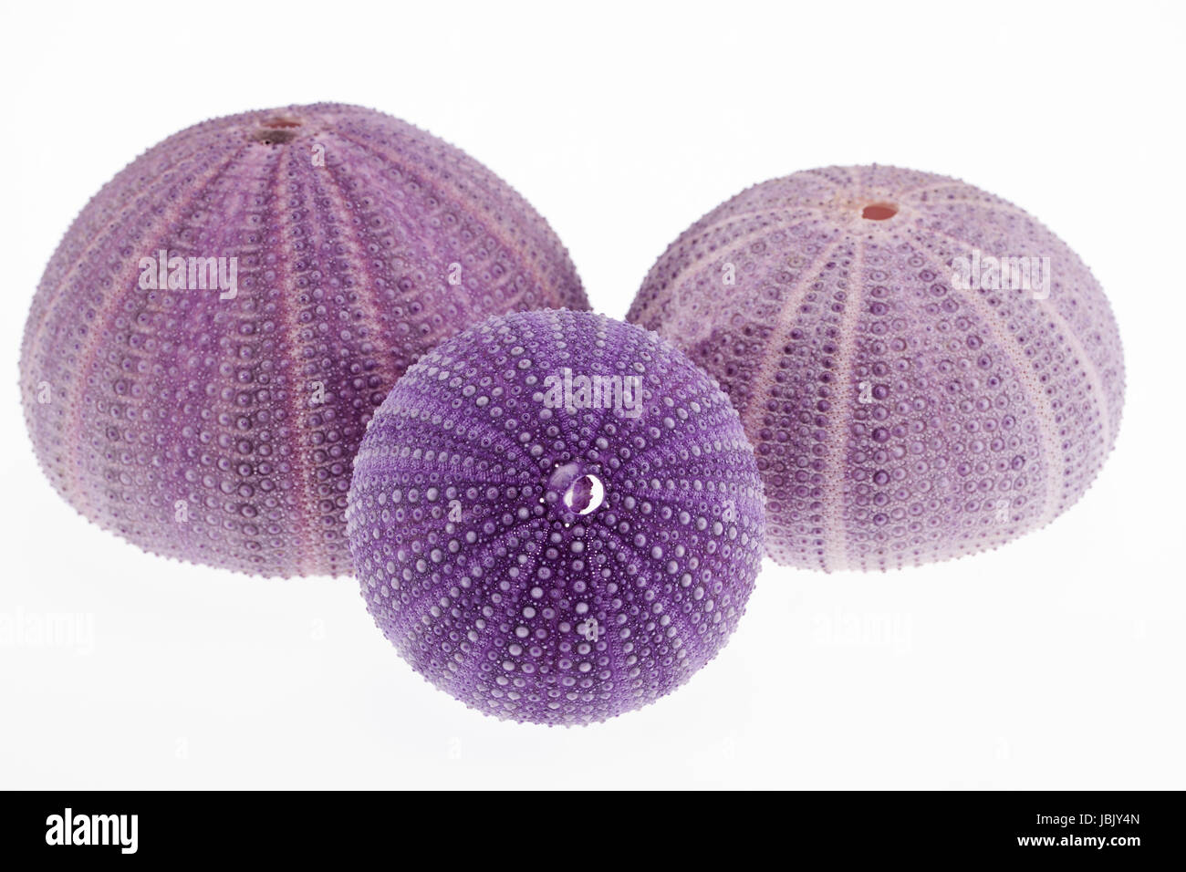 group of skeletons of sea shell violet echinoidea isolated on white ...