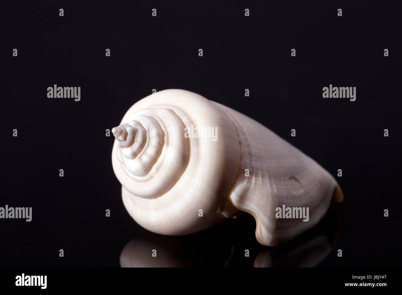 single seashell isolated on black background Stock Photo - Alamy