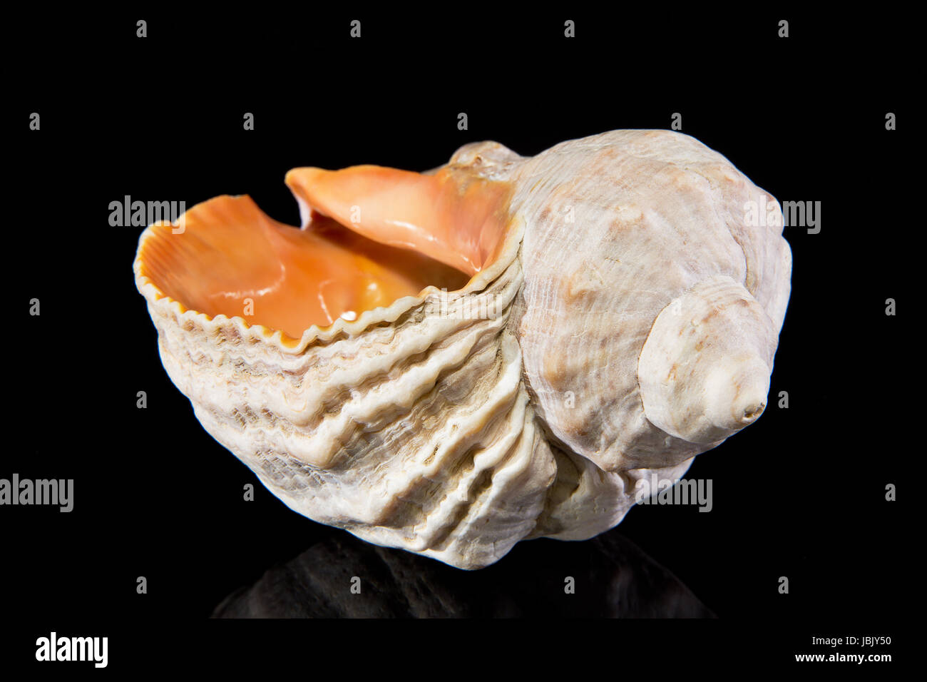 single seashell isolated on black background Stock Photo - Alamy