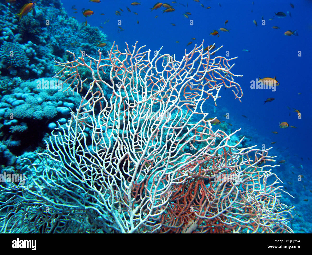 coral reef with sea whip Stock Photo - Alamy