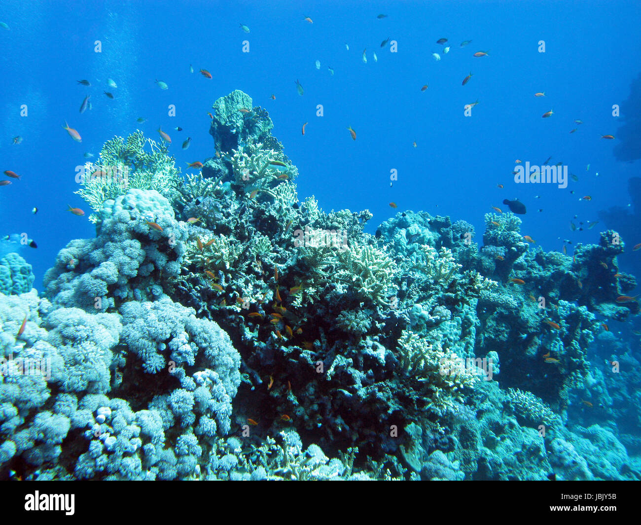 bottom of tropical sea with coral reef on large depth on blue water ...