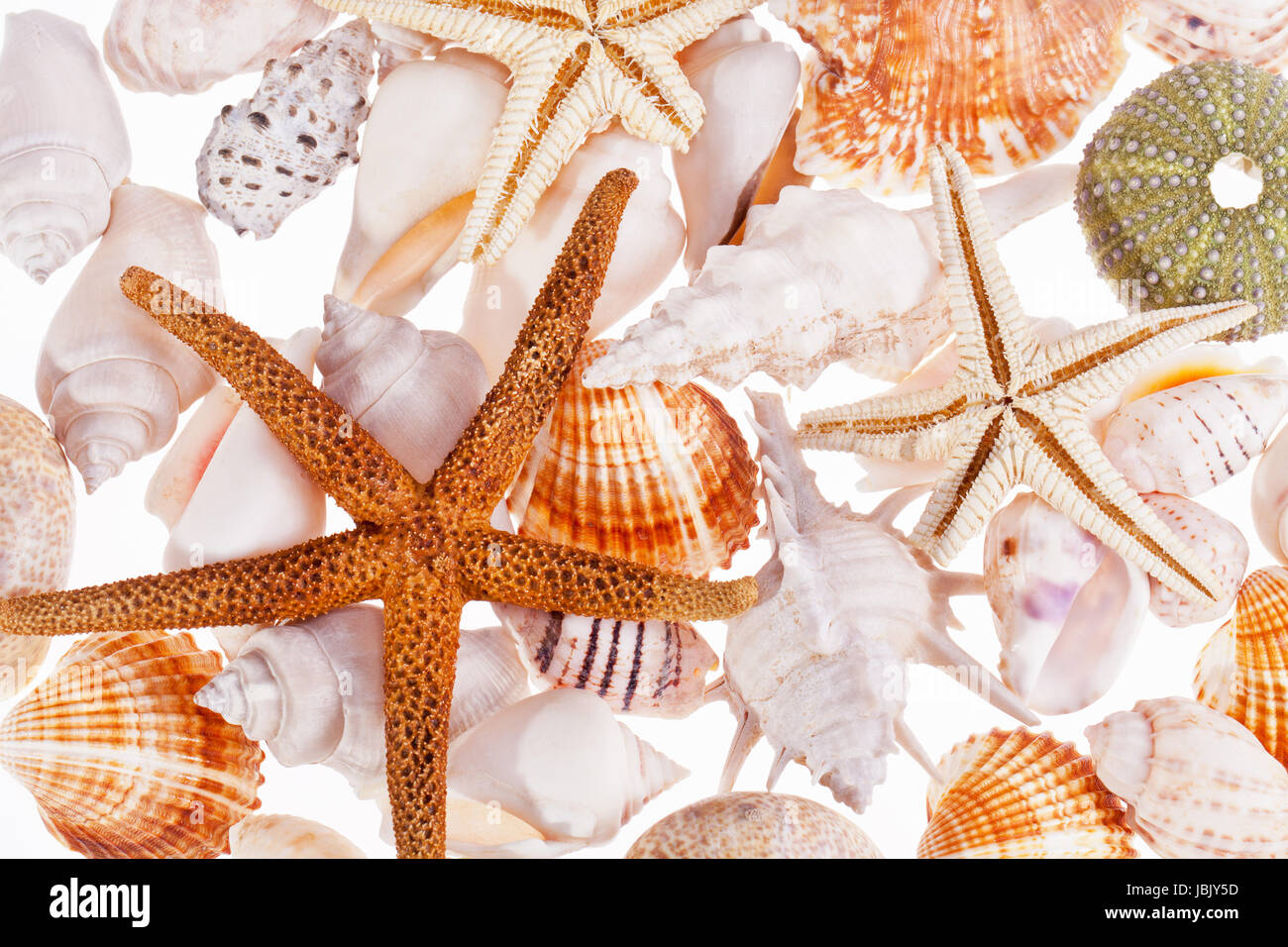 various types of sea shells isolated on white background Stock Photo ...