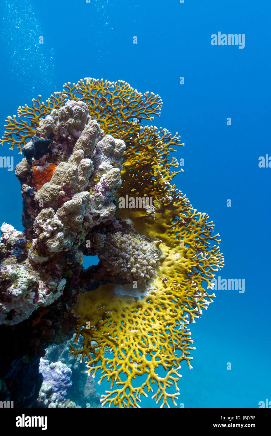 coral reef with great fire coral on the bottom of red sea Stock Photo ...