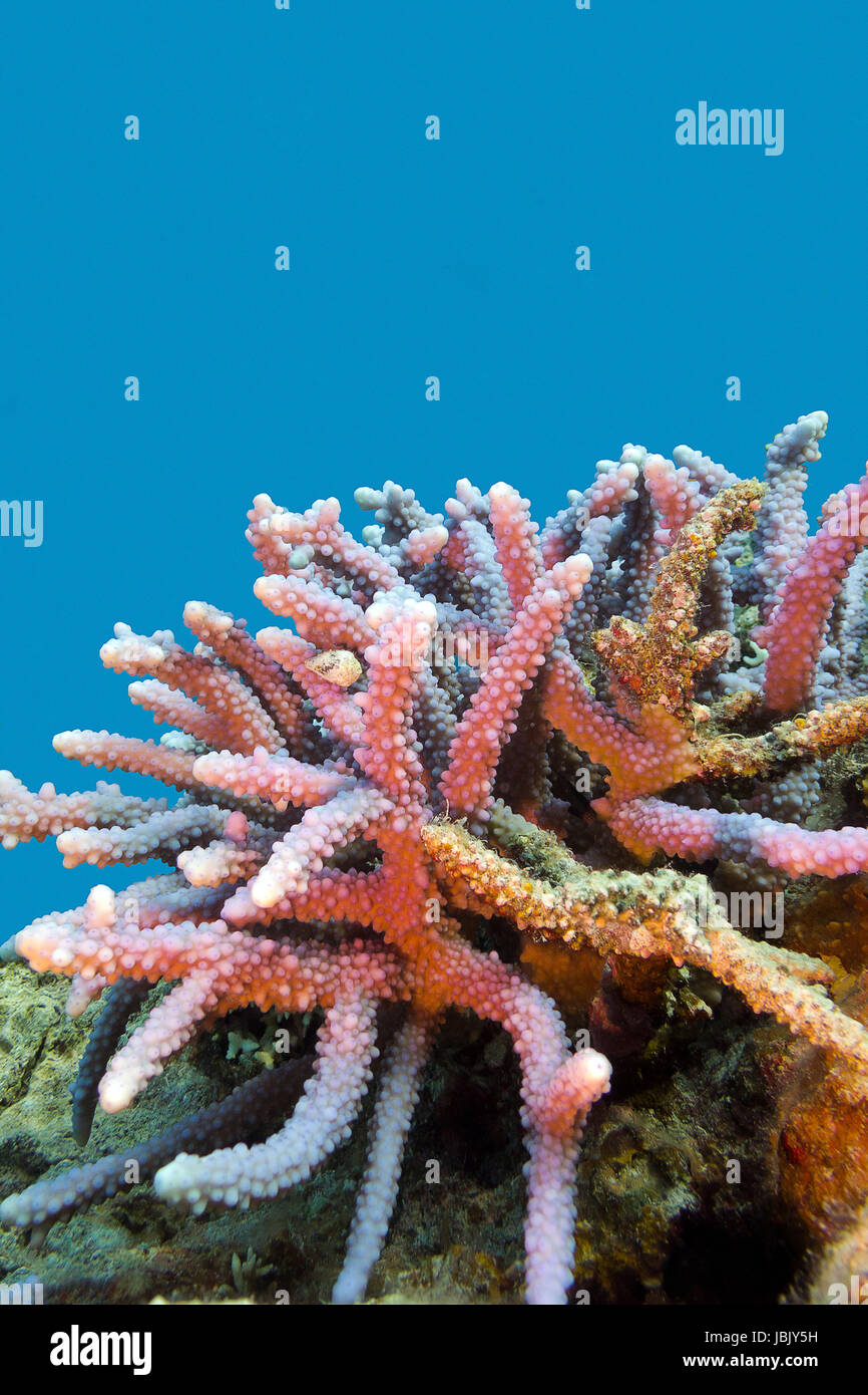 coral reef with hard coral violet acropora at the bottom of tropical ...