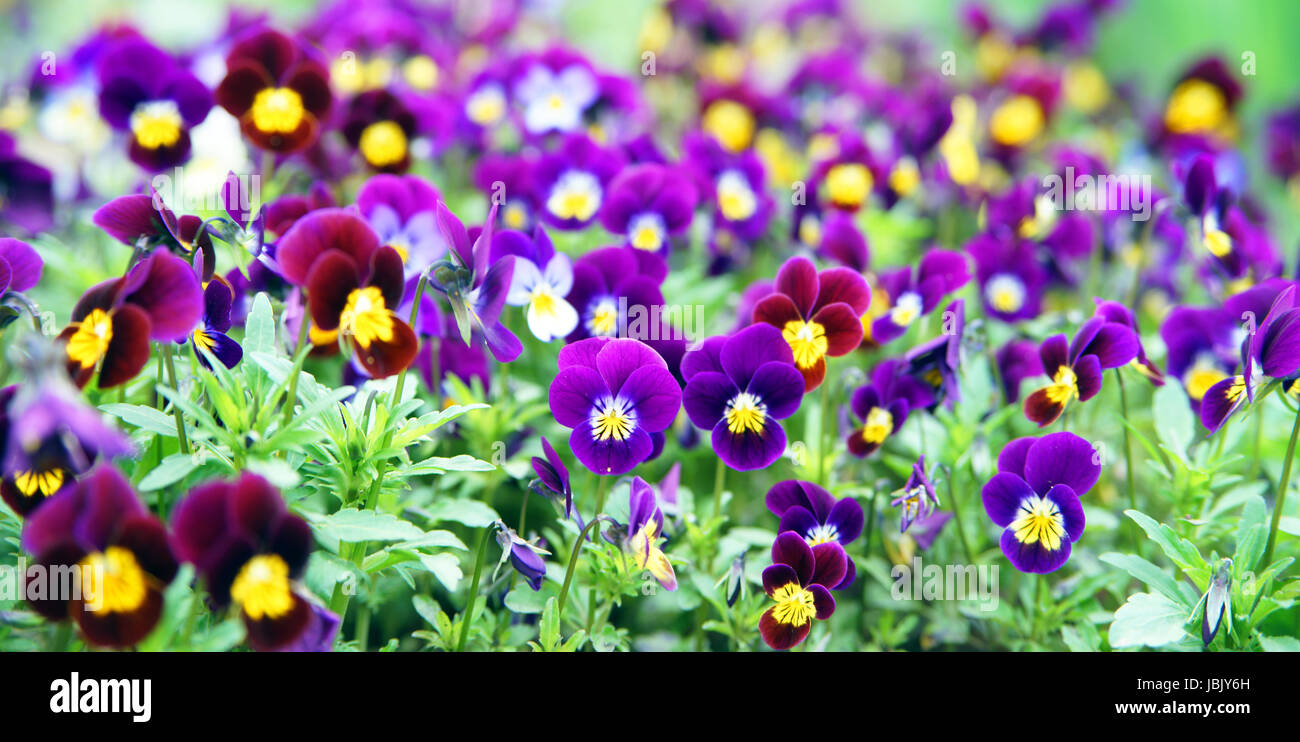 beautiful pansies in a garden Stock Photo - Alamy