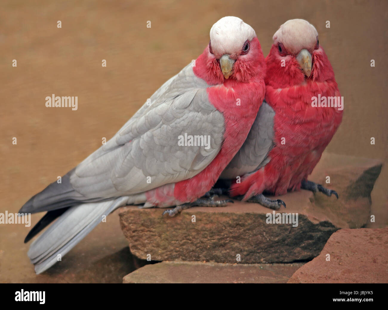 Two cockatoo hi-res stock photography and images - Alamy