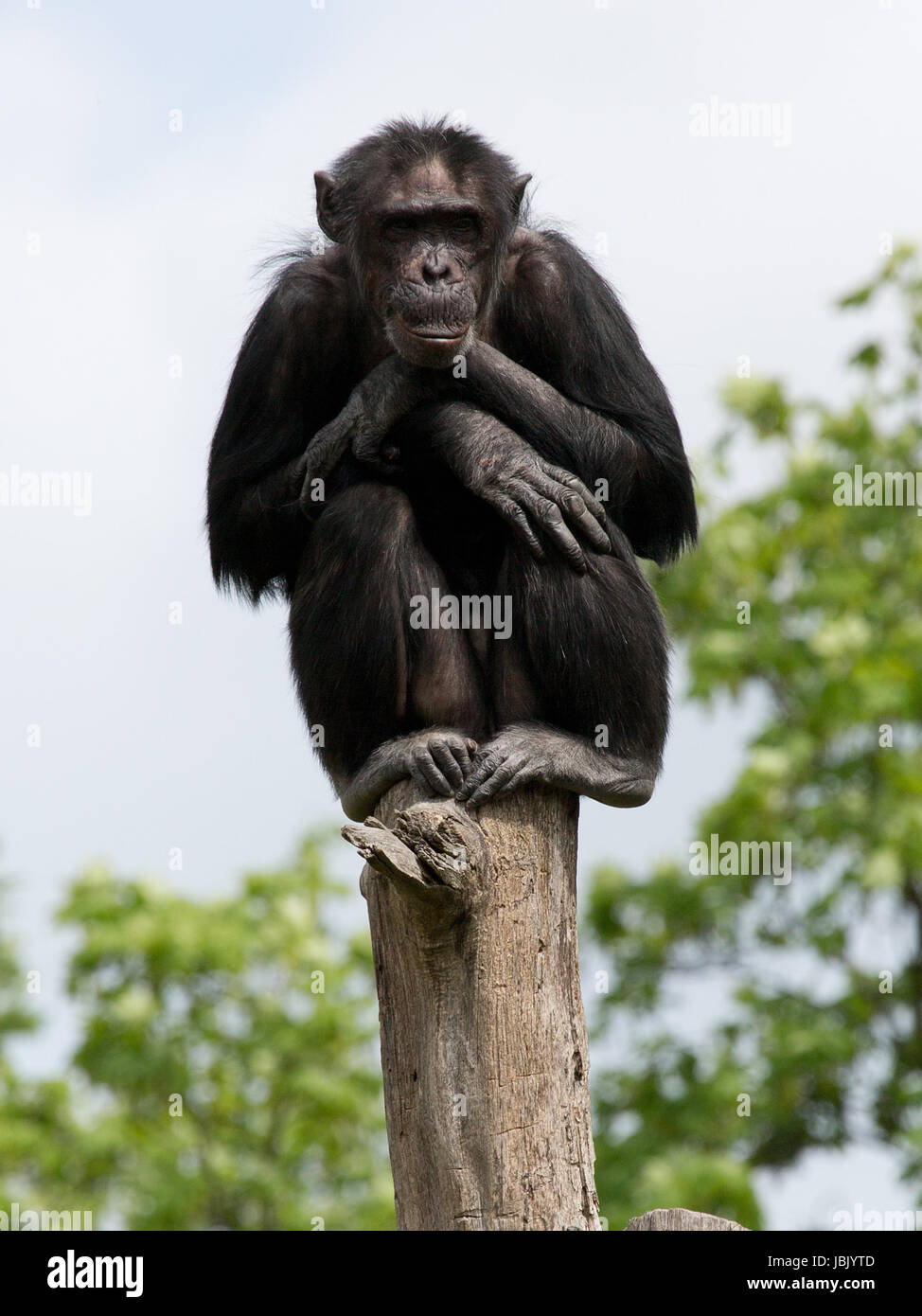 Bored monkey hi-res stock photography and images - Alamy