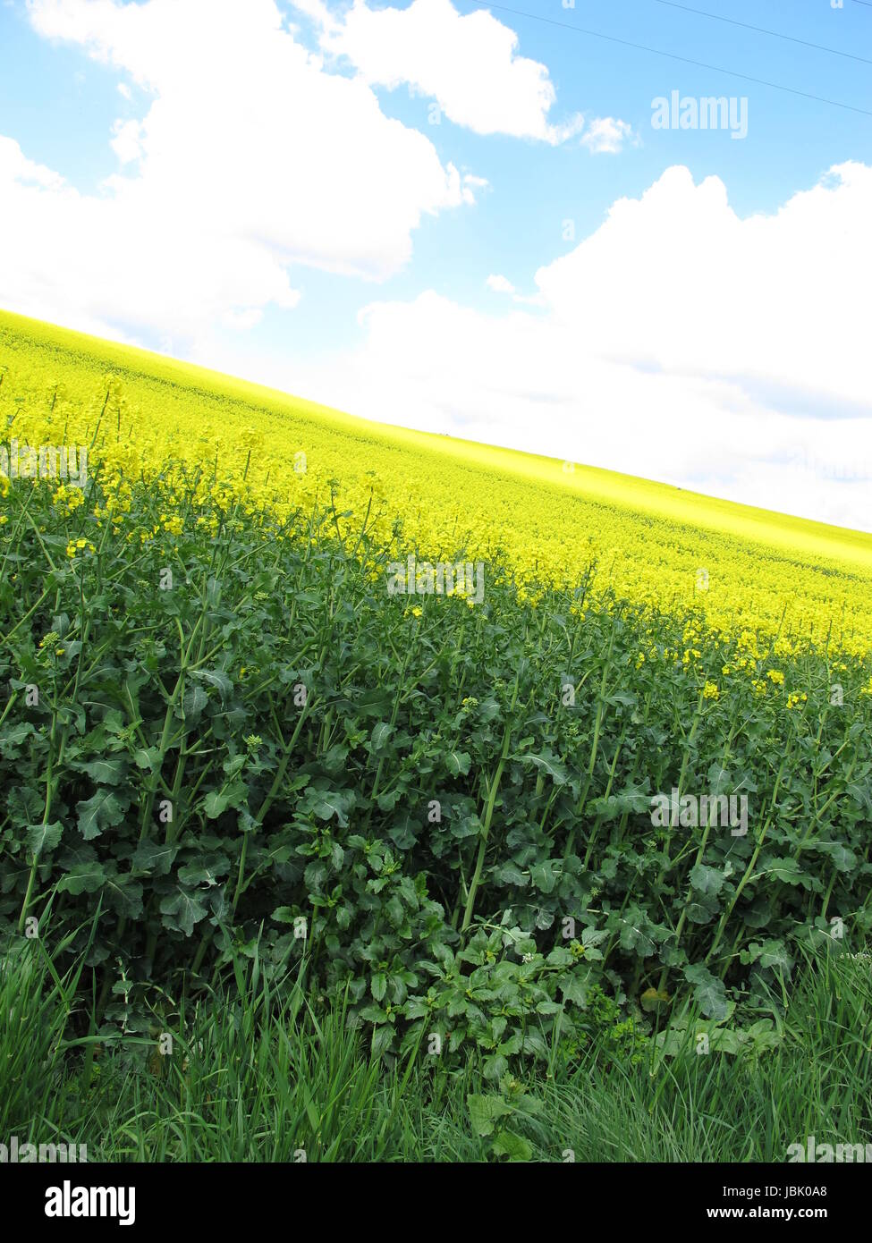 blooming rapeseed field Stock Photo - Alamy