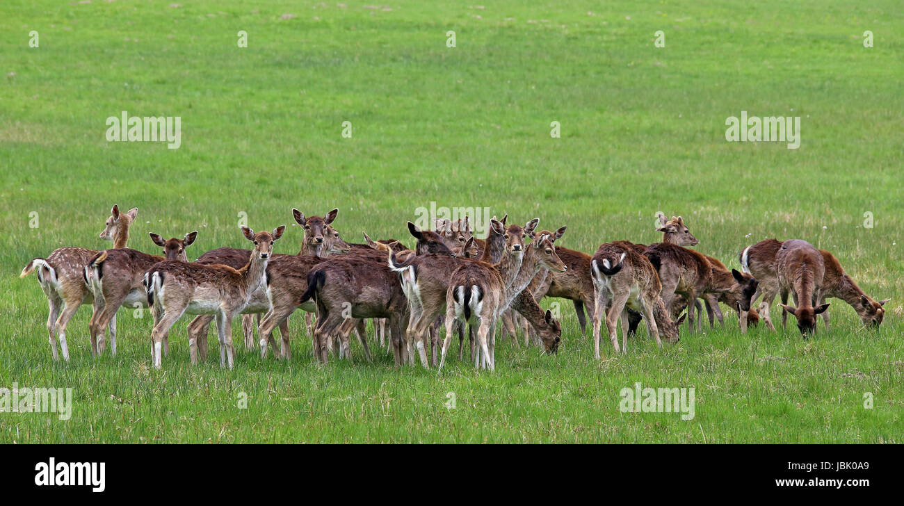 staghorn (female fallow deer Stock Photo - Alamy