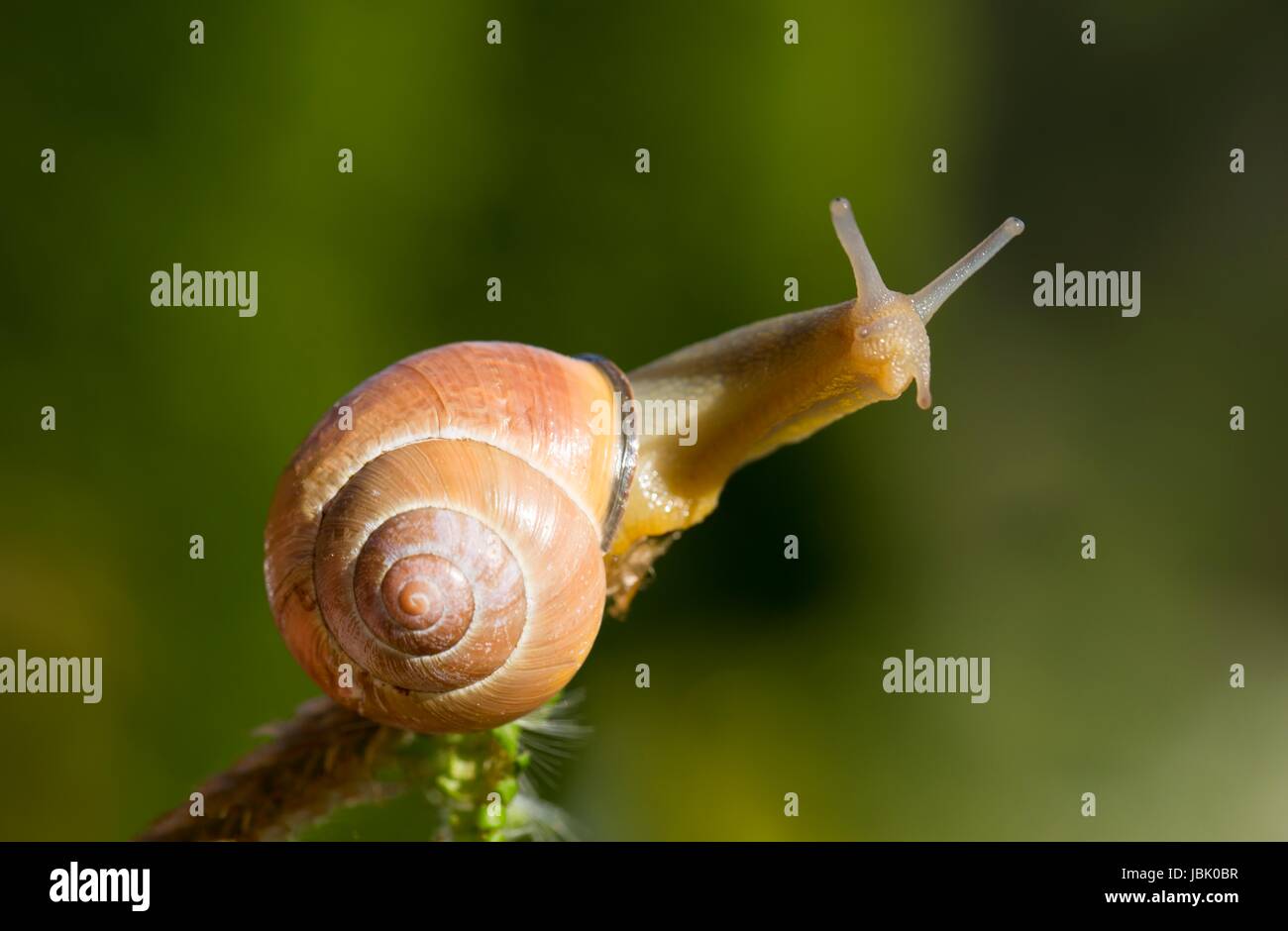 lookout snail shell Stock Photo - Alamy