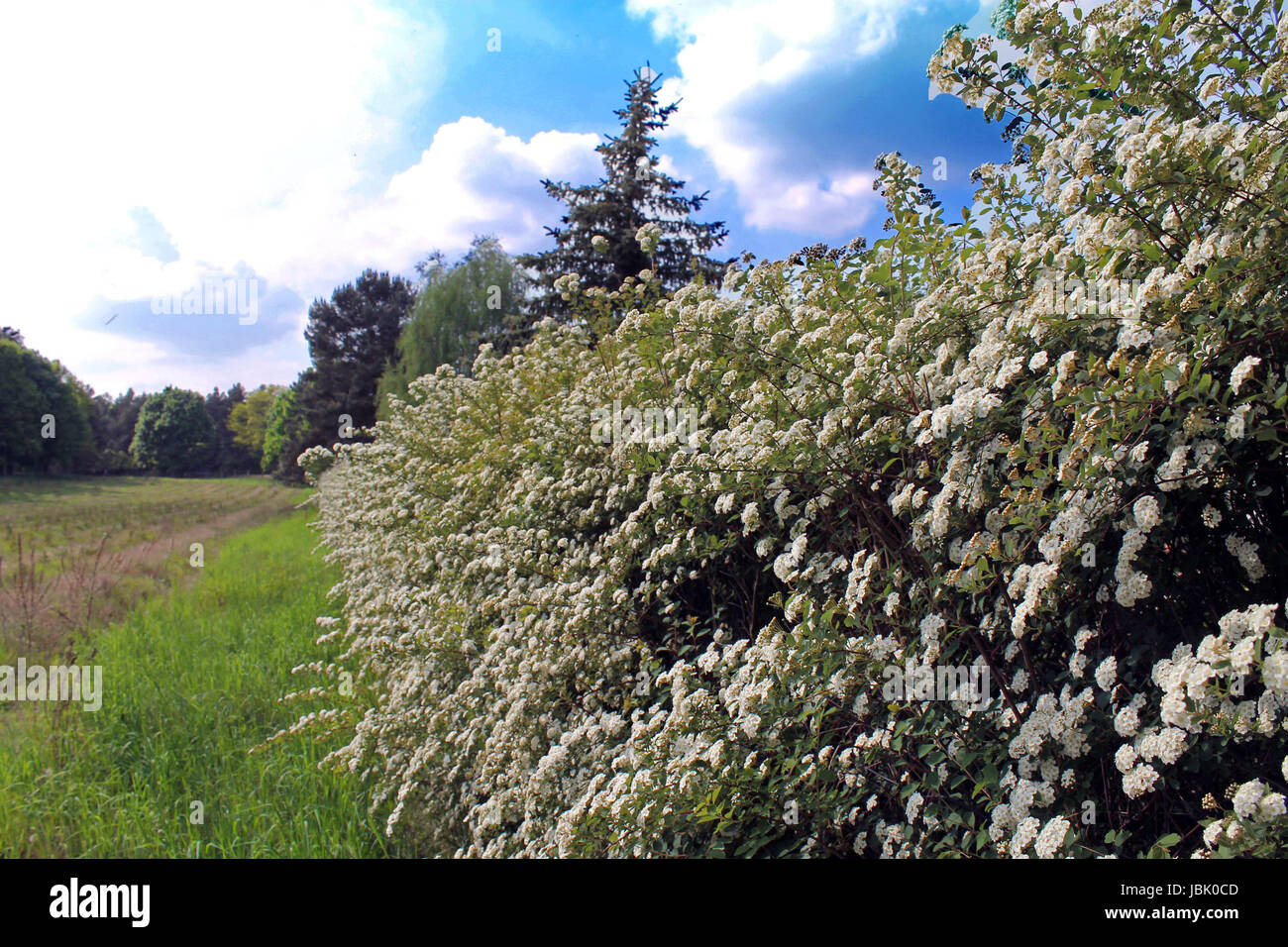 hedges on the edge of the field Stock Photo - Alamy