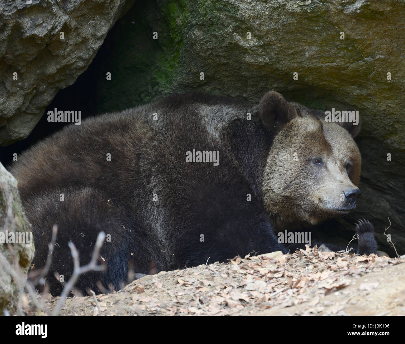 Alaska braunbär hi-res stock photography and images - Alamy