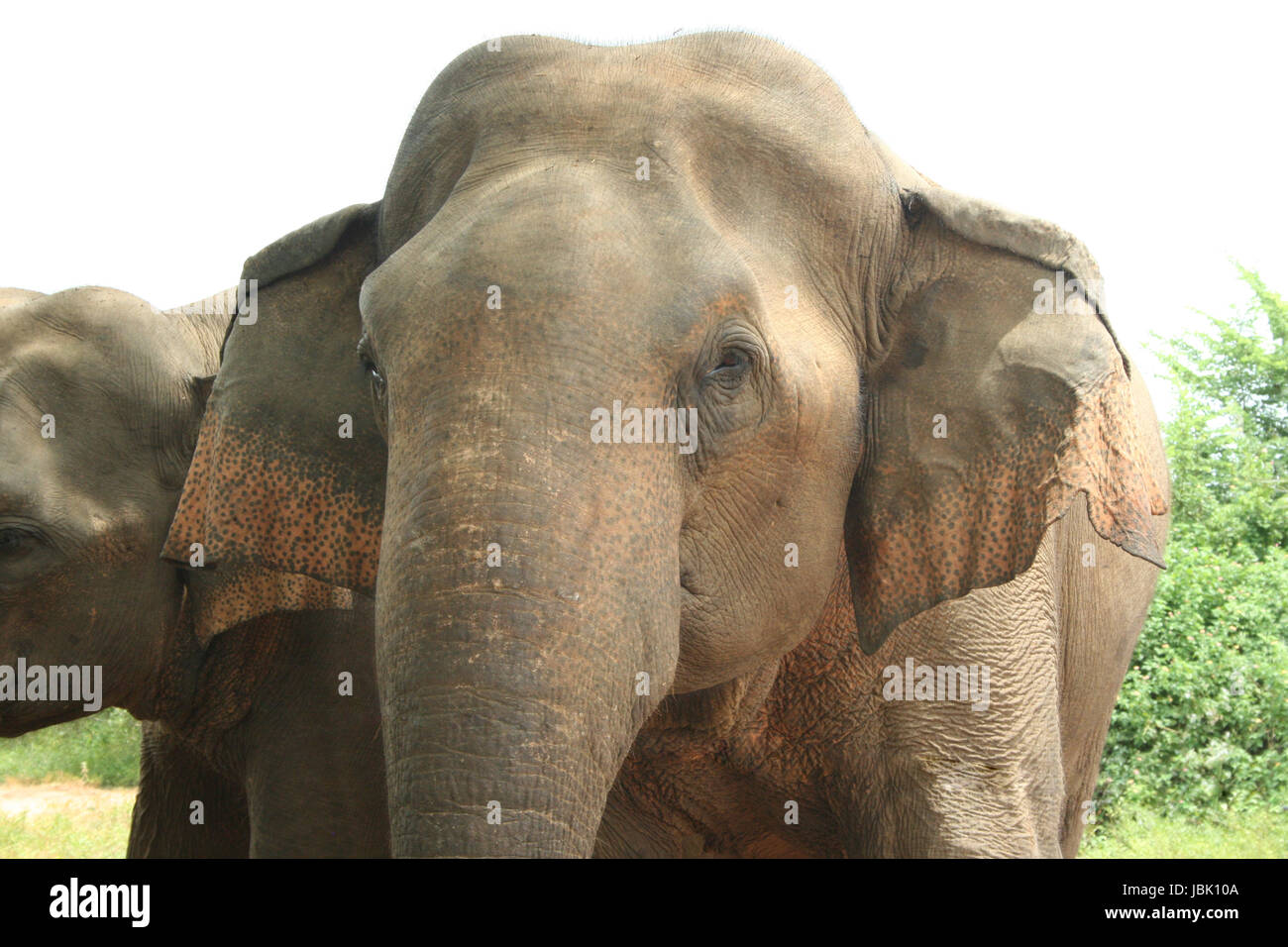 Red bull sri lanka hi-res stock photography and images - Alamy