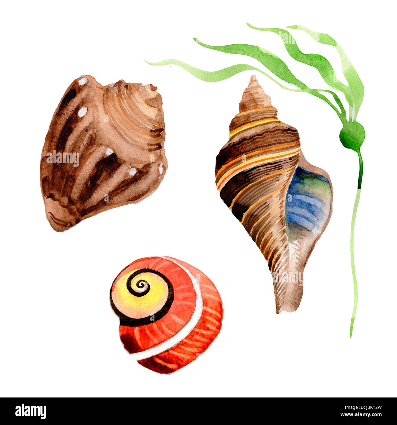 Watercolor summer beach seashell tropical elements. Underwater ...