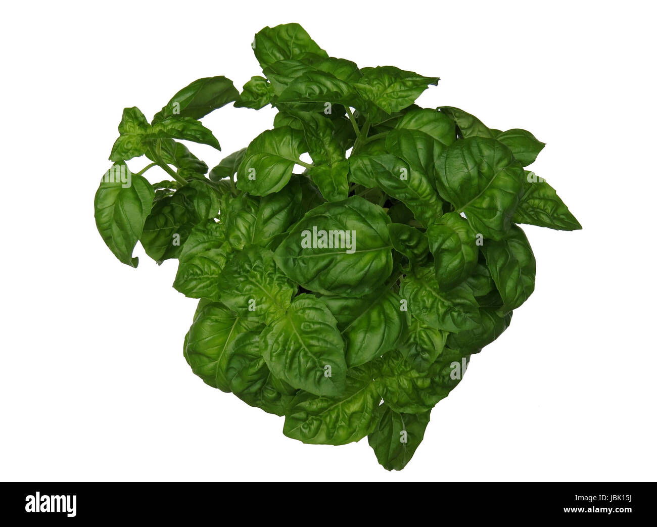 Eowyn basil hi-res stock photography and images - Alamy