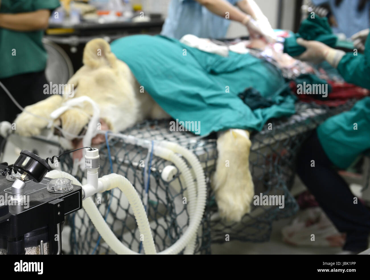 Veterinarian performing an operation on a lion in the operating room ...