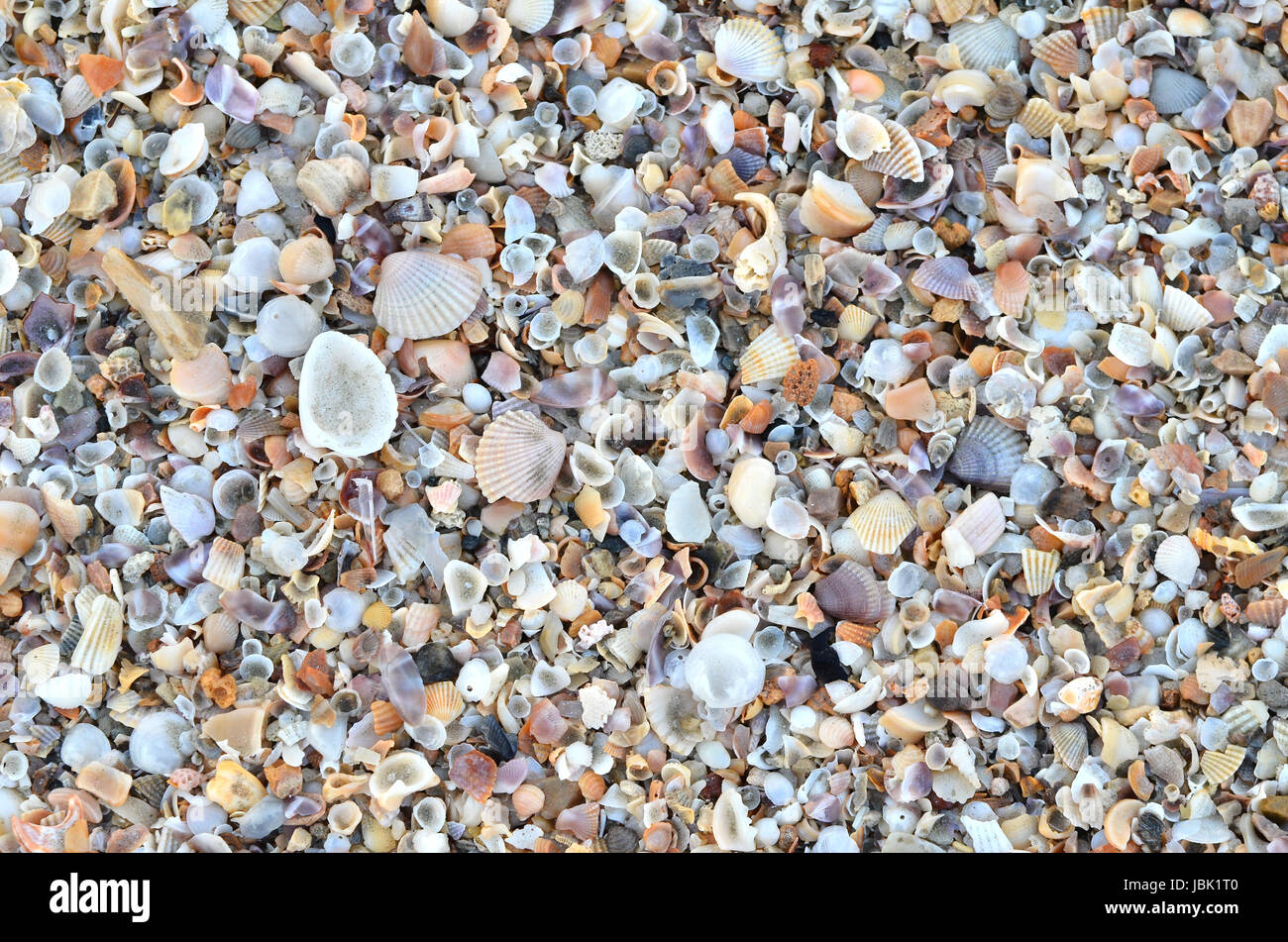 variety of broken seashells on a beach Stock Photo - Alamy