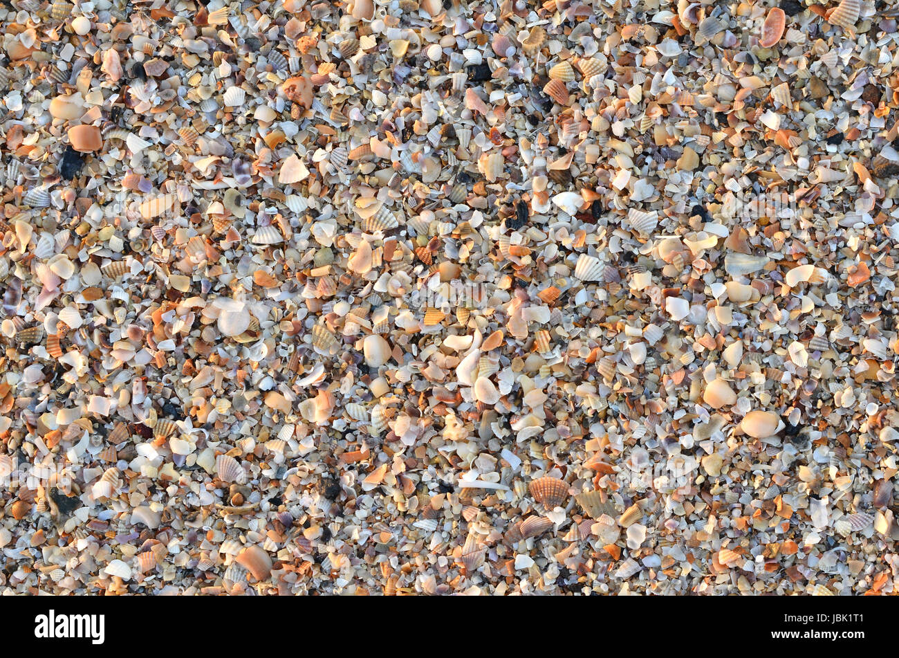 variety of broken seashells on a beach Stock Photo - Alamy