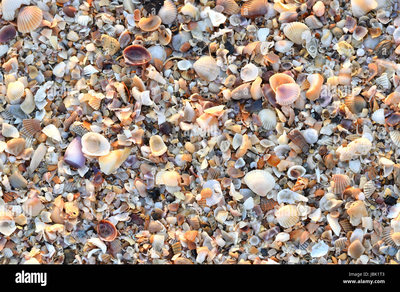 variety of broken seashells on a beach Stock Photo - Alamy