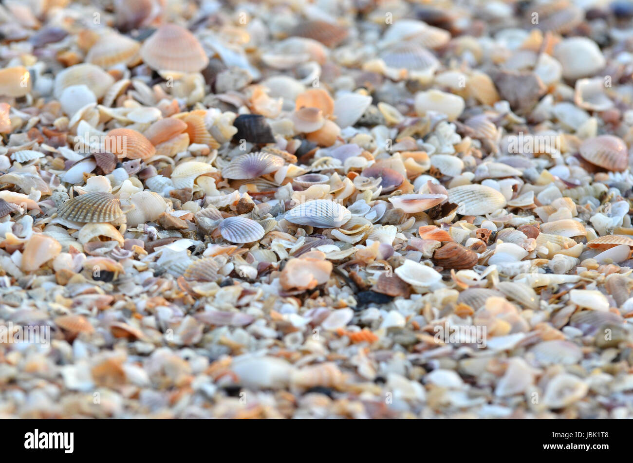 variety of broken seashells on a beach Stock Photo - Alamy