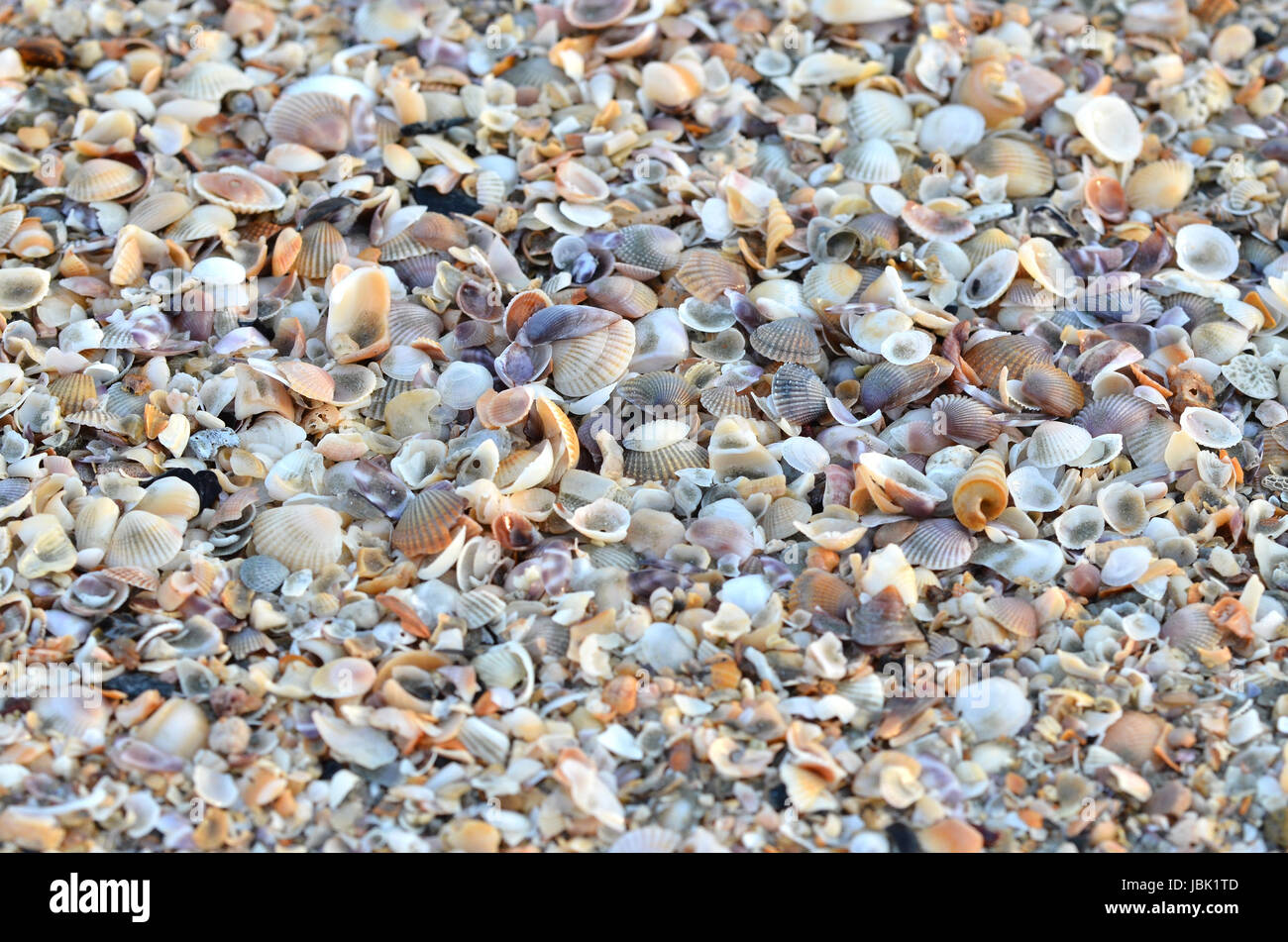 variety of broken seashells on a beach Stock Photo - Alamy