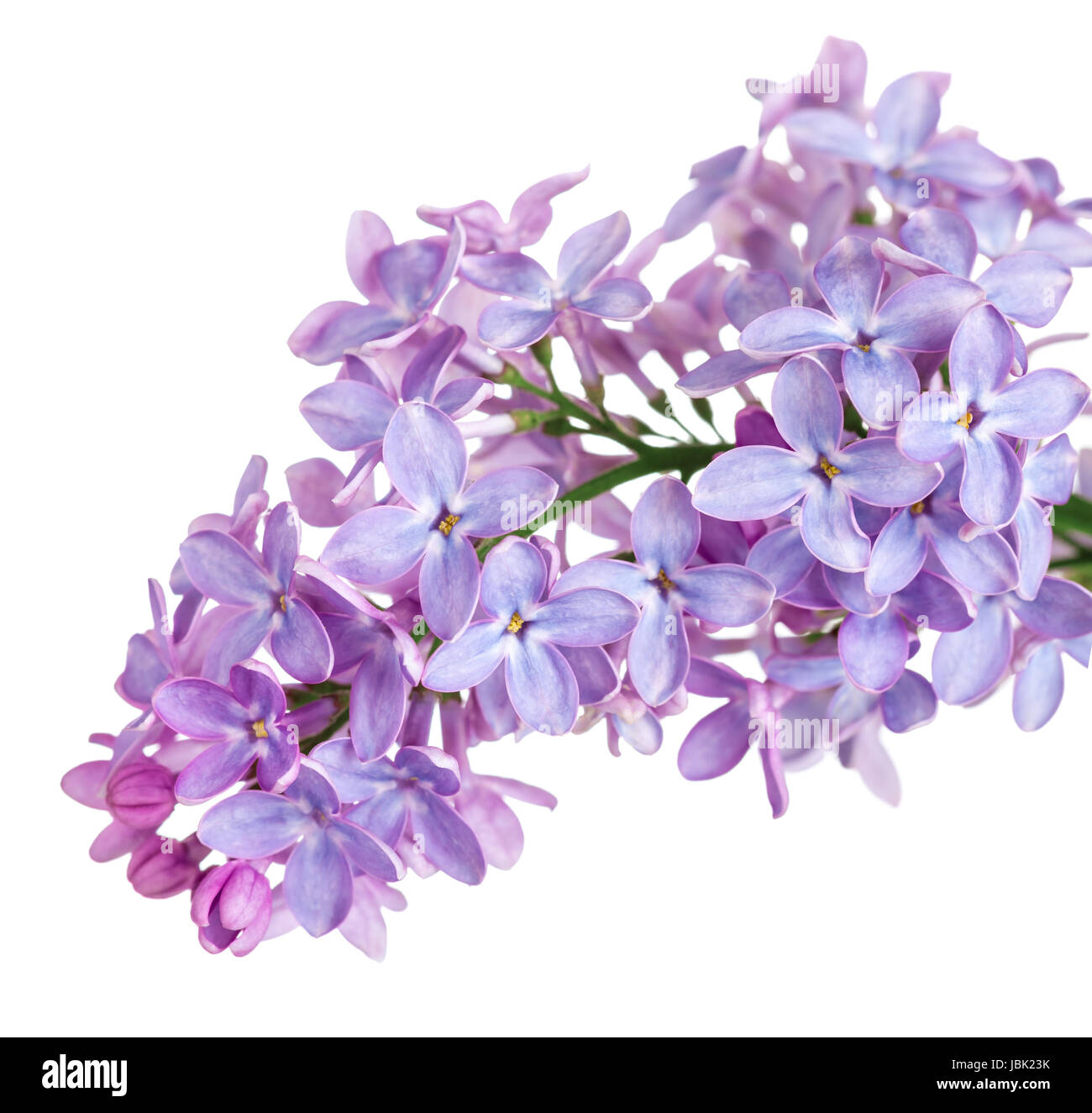 Lilac flower isolated on white background. Syringa vulgaris Stock Photo ...