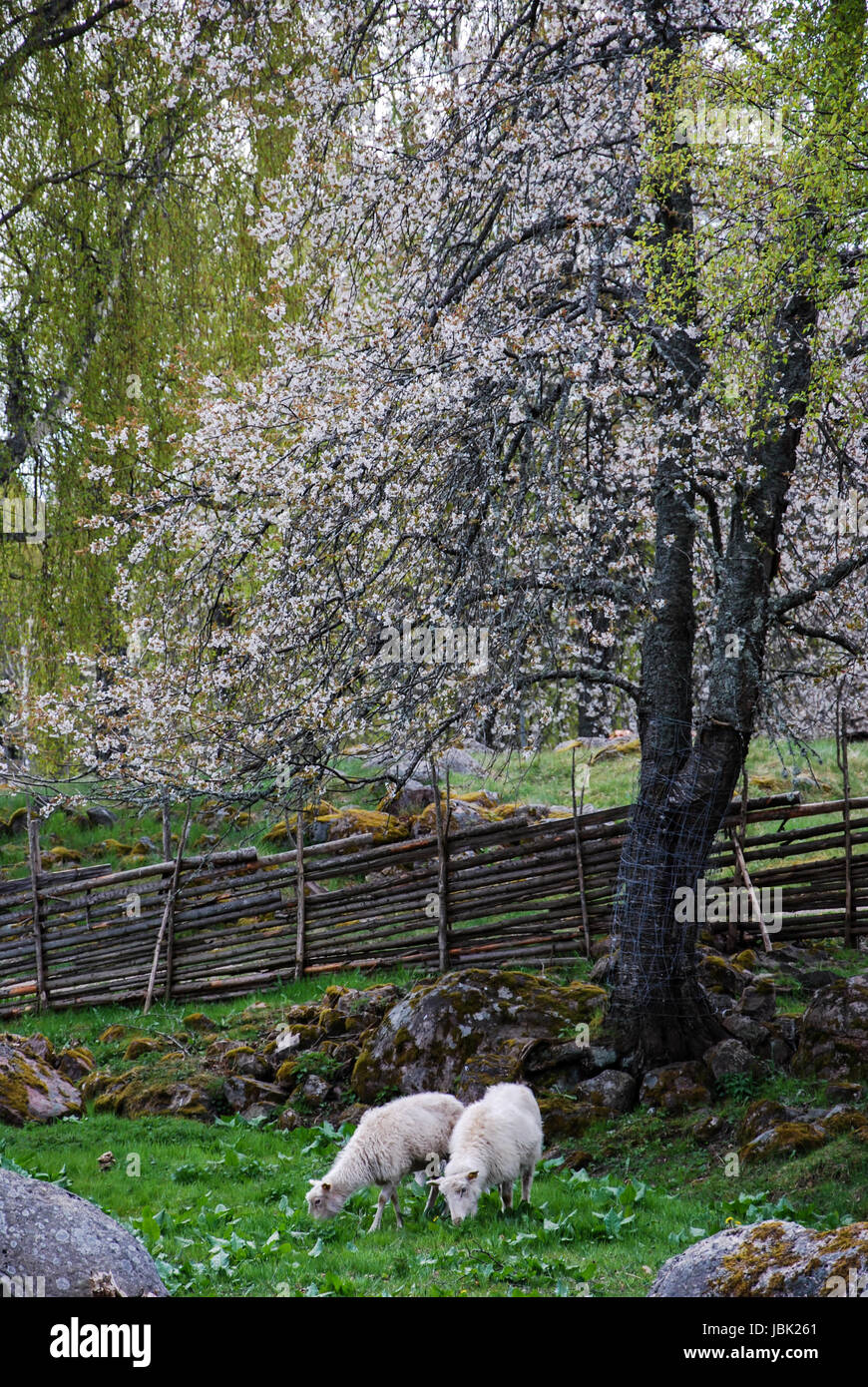 Sheep at a blossom tree in an old rural landscape Stock Photo - Alamy