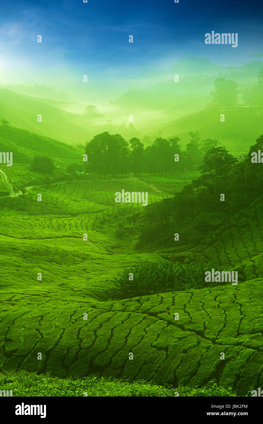 Landscape view of tea plantation with blue sky. Beautiful tea field ...