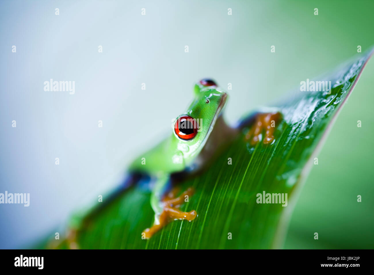 greenback tree frog Stock Photo - Alamy