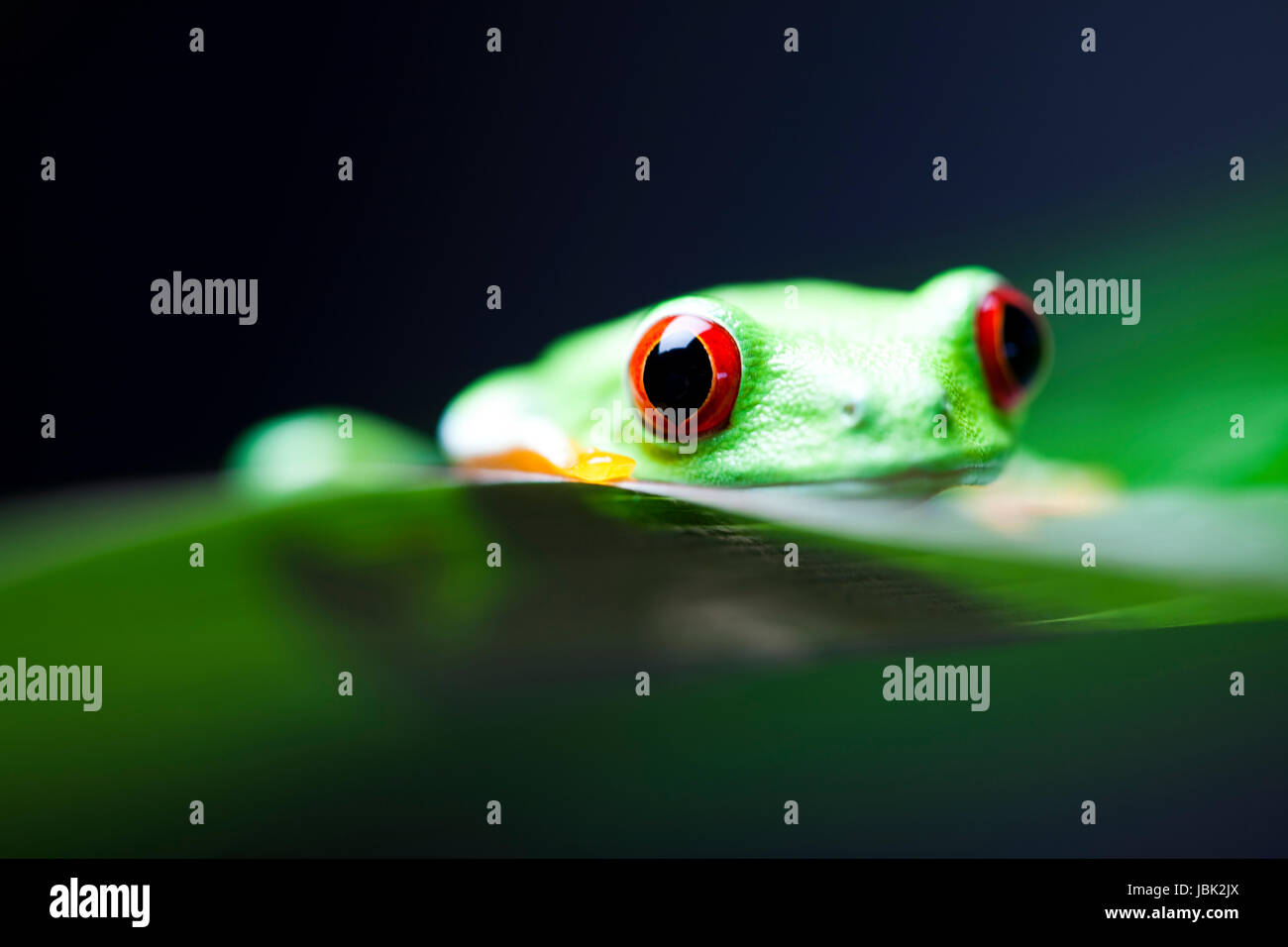 greenback tree frog Stock Photo - Alamy