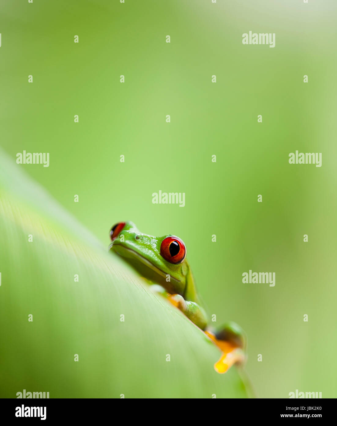 greenback tree frog Stock Photo - Alamy