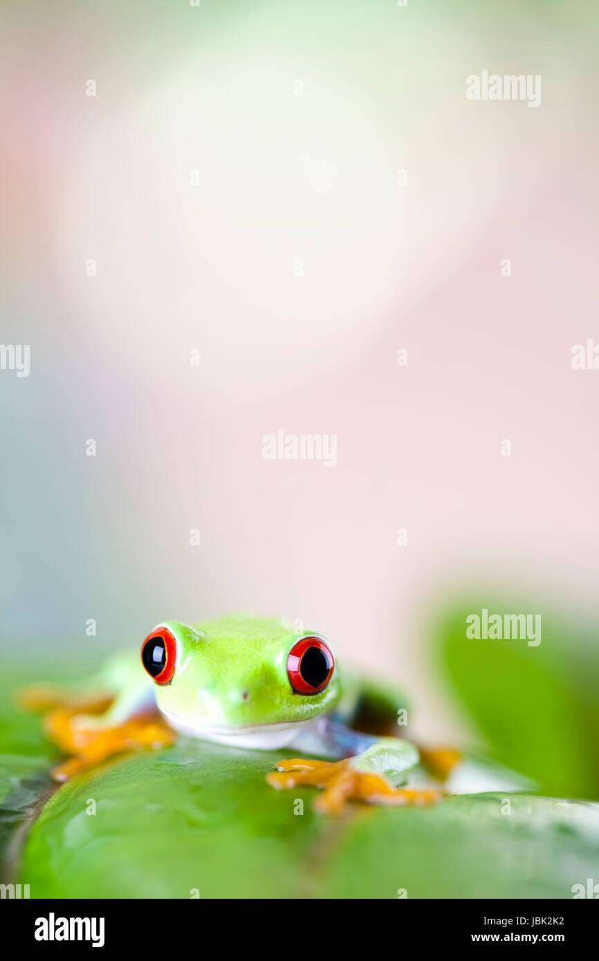 greenback tree frog Stock Photo - Alamy