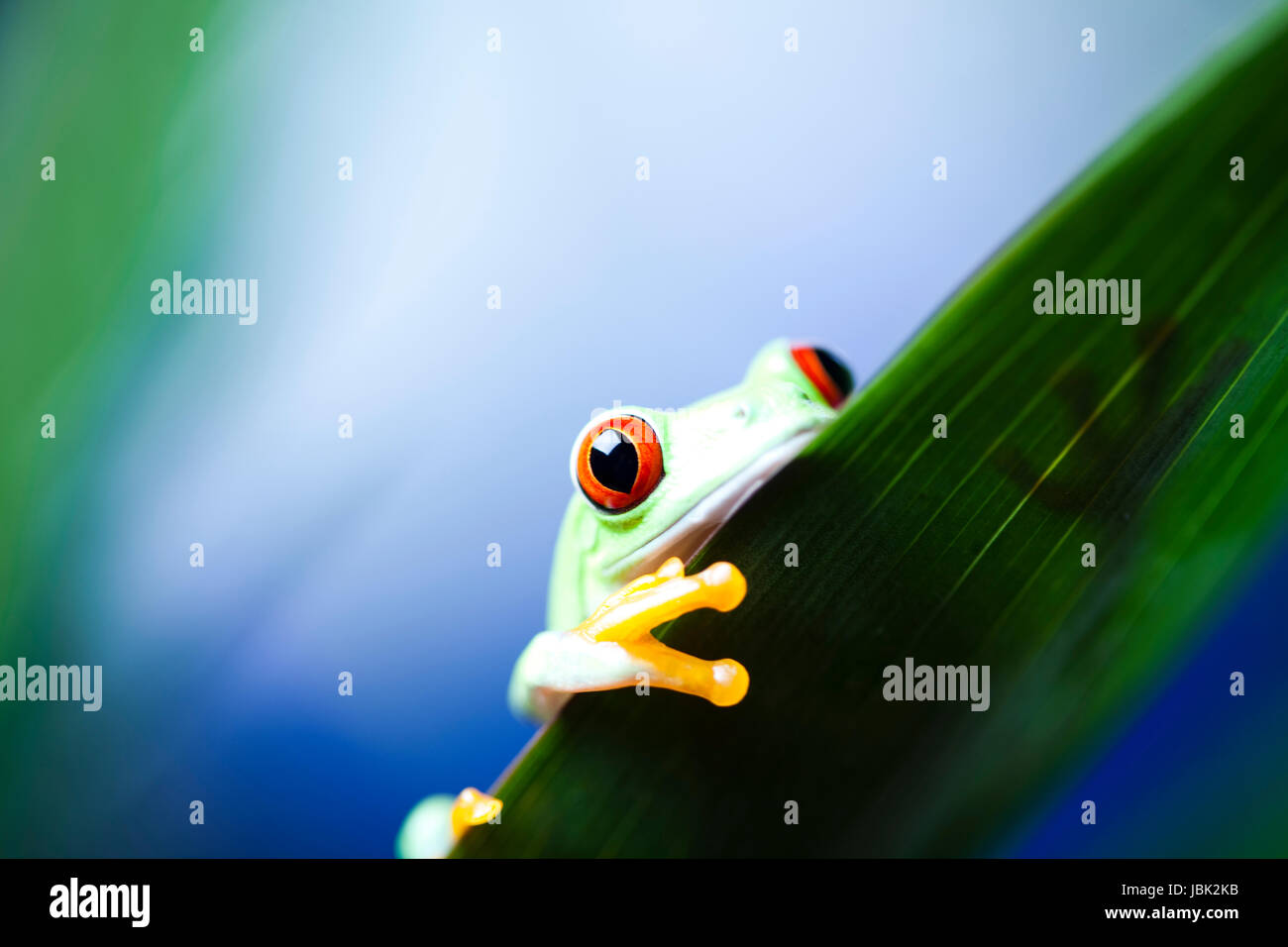 greenback tree frog Stock Photo - Alamy